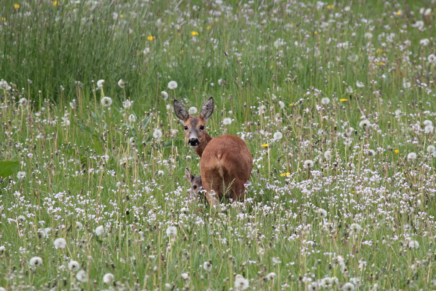 Geldersch Landschap & Kasteelen (GLK) | Een landschap dat we koesteren