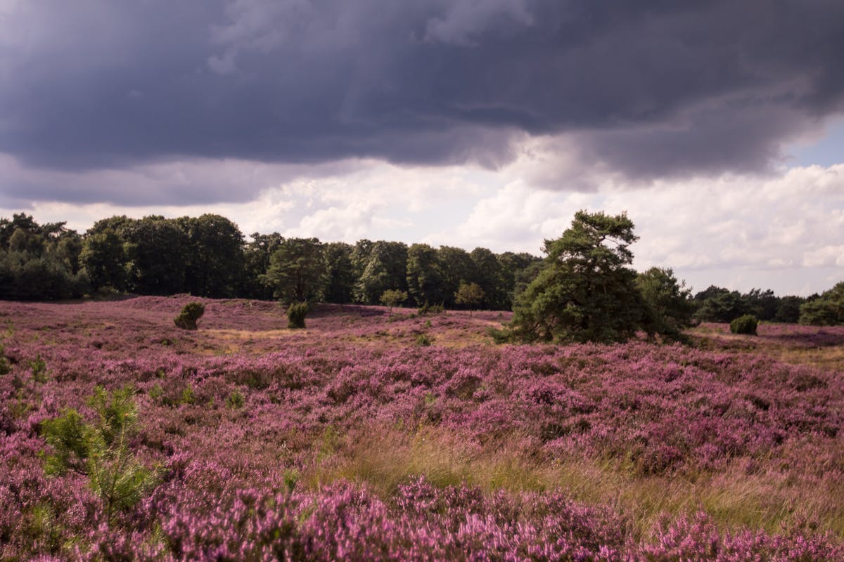 Tongerense Heide | Geldersch Landschap en Kasteelen