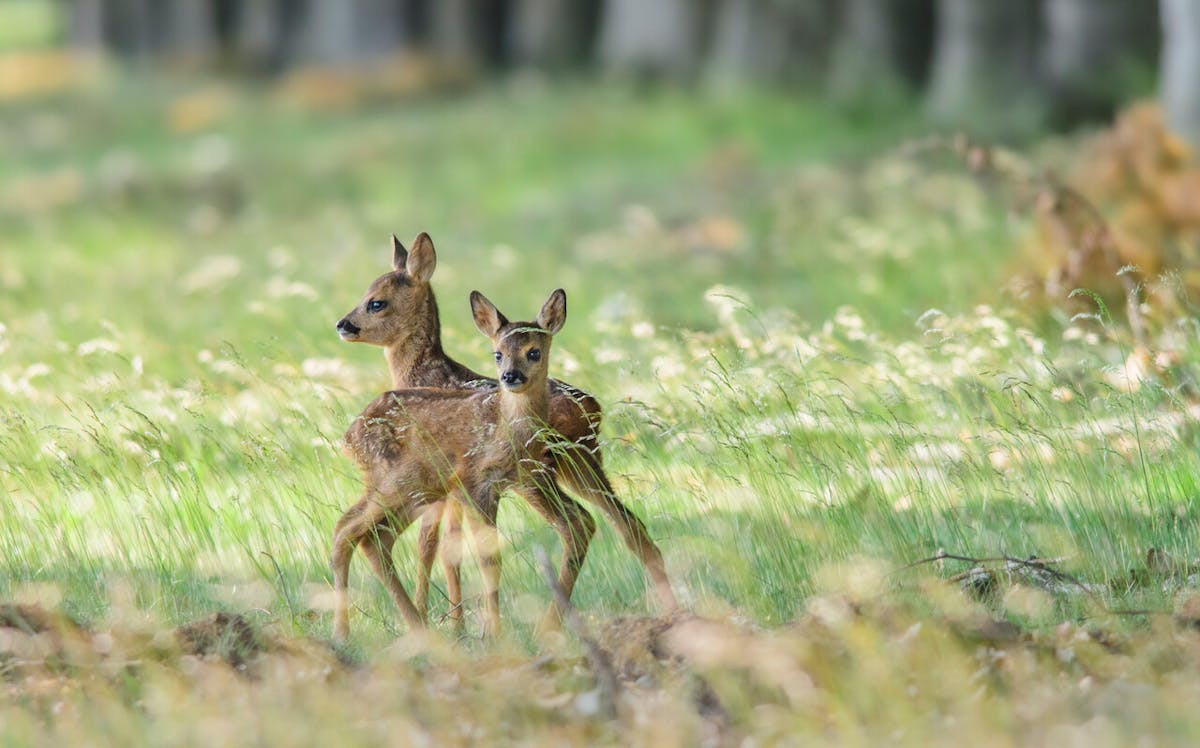 Natuur in beeld | Geldersch Landschap en Kasteelen