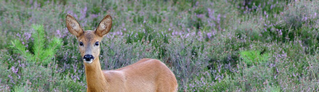 Oude bosgroeiplaatsen bedreigd | Geldersch Landschap en Kasteelen