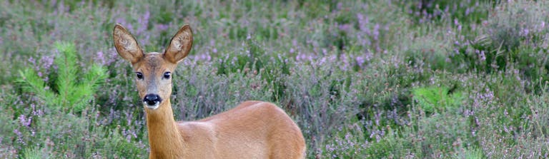 Oude bosgroeiplaatsen bedreigd | Geldersch Landschap en Kasteelen