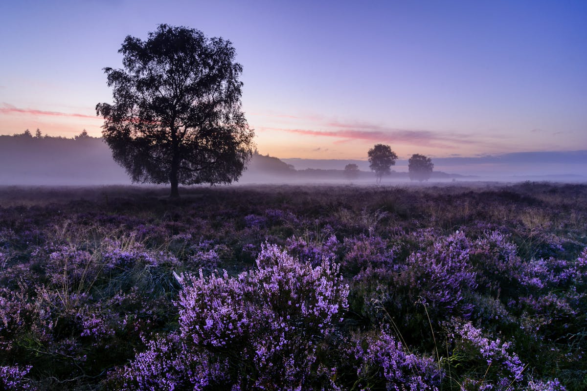 De heide bloeit weer | Geldersch Landschap en Kasteelen