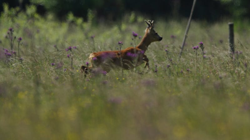Geldersch Landschap & Kasteelen (GLK) | Een landschap dat we koesteren