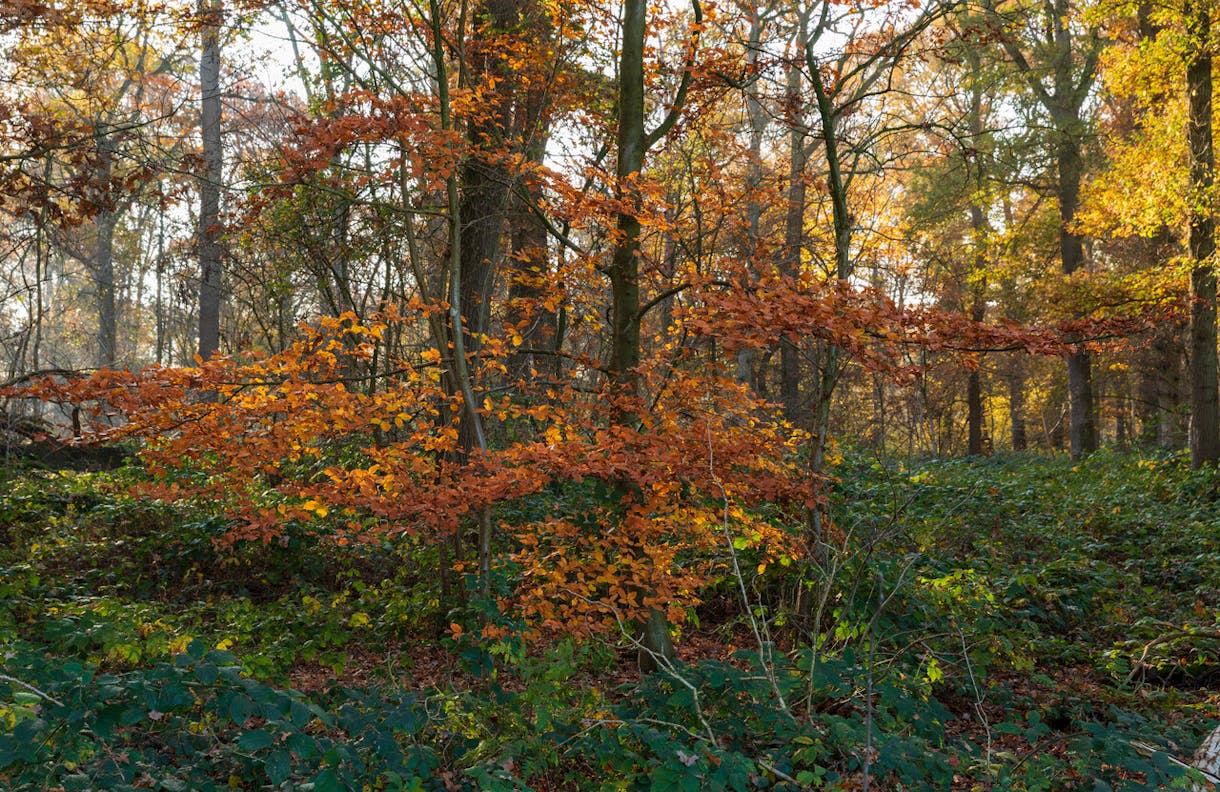 Driemark | Geldersch Landschap en Kasteelen