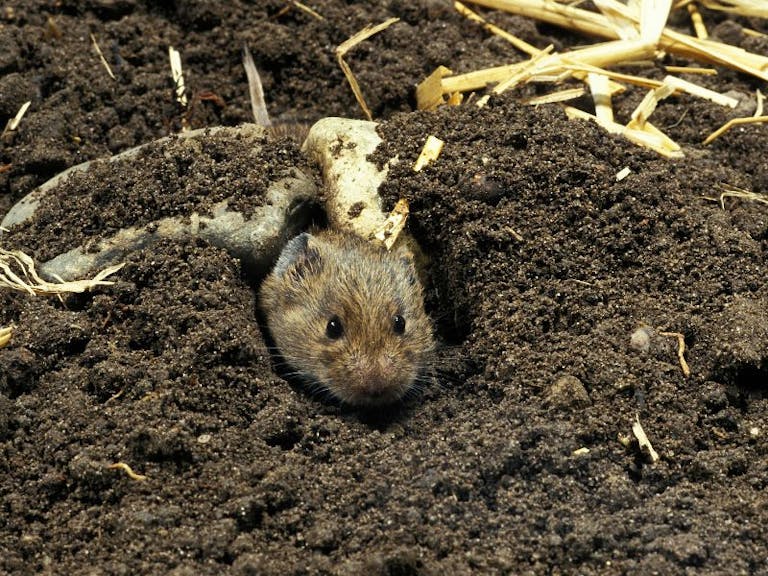 Bodemleven | Geldersch Landschap en Kasteelen