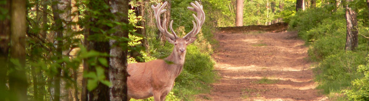 Klimaatbestendige bossen | Geldersch Landschap en Kasteelen