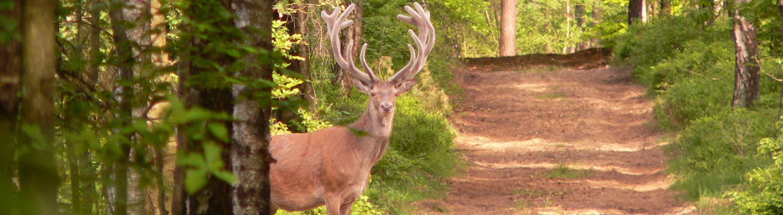 Klimaatbestendige bossen | Geldersch Landschap en Kasteelen